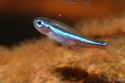 Paracheirodon simulans – Green Neon Tetra (Hyphessobrycon simulans ...