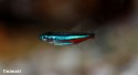 Paracheirodon simulans – Green Neon Tetra (Hyphessobrycon simulans ...