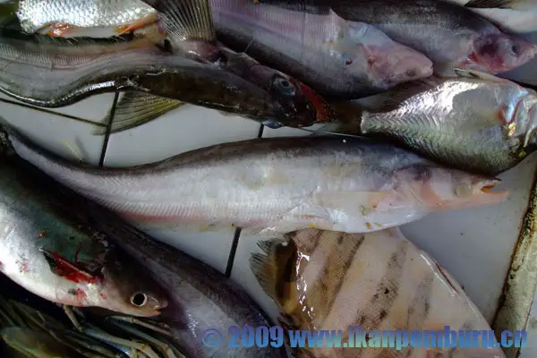 Phalacronotus apogon (Silurus leptonema, Silurus micropogon ...