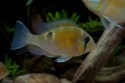 Biotodoma cupido – Cupid Cichlid (Geophagus cupido) — Seriously Fish