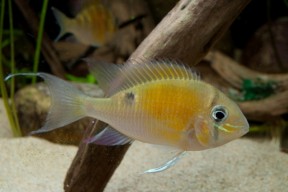 Biotodoma cupido – Cupid Cichlid (Geophagus cupido) — Seriously Fish