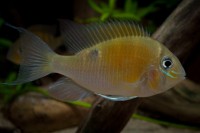 Biotodoma cupido – Cupid Cichlid (Geophagus cupido) — Seriously Fish
