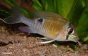 Biotodoma cupido – Cupid Cichlid (Geophagus cupido) — Seriously Fish