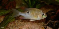 Biotodoma cupido – Cupid Cichlid (Geophagus cupido) — Seriously Fish