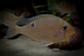 Biotodoma cupido – Cupid Cichlid (Geophagus cupido) — Seriously Fish