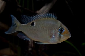 Biotodoma cupido – Cupid Cichlid (Geophagus cupido) — Seriously Fish