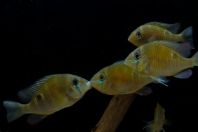 Biotodoma cupido – Cupid Cichlid (Geophagus cupido) — Seriously Fish