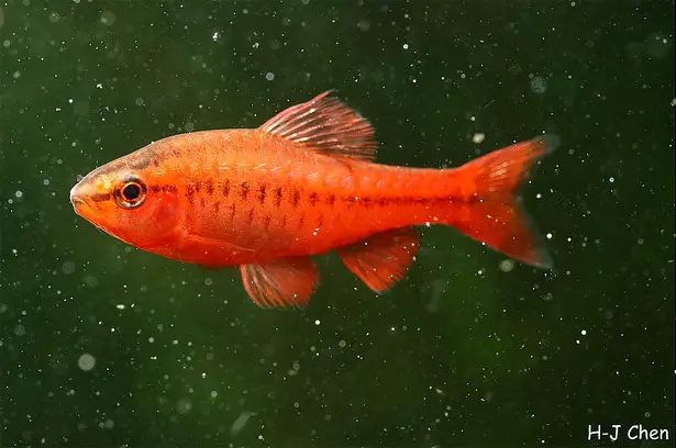 Puntius titteya – Cherry Barb (Barbus titteya, Capoeta titteya ...