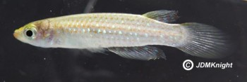 Aplocheilus blockii – Green Panchax (Haplochilus panchax blockii ...