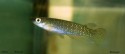 Aplocheilus blockii – Green Panchax (Haplochilus panchax blockii ...