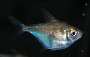 Brachychalcinus orbicularis – Discus Tetra (Tetragonopterus orbicularis ...