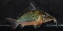 Corydoras multiradiatus – Hognose ‘Brochis’ (Brochis multiradiatus ...