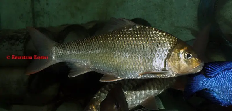 Chagunius baileyi — Seriously Fish