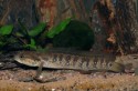 Channa asiatica – Chinese Snakehead (Channa ocellata, Channa fasciata ...