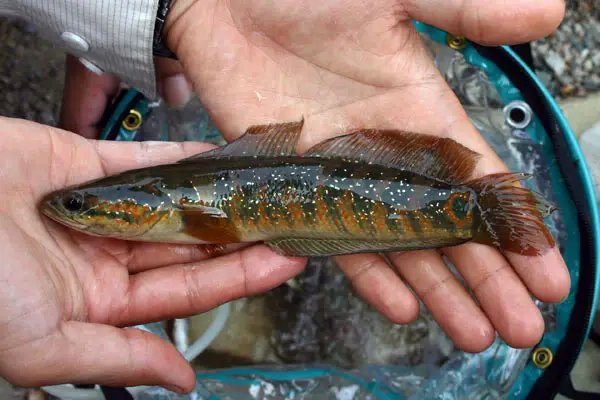 Channa asiatica – Chinese Snakehead (Channa ocellata, Channa fasciata ...