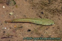 Channa asiatica – Chinese Snakehead (Channa ocellata, Channa fasciata ...