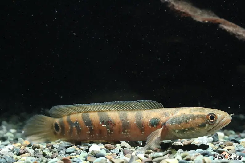 Channa asiatica – Chinese Snakehead (Channa ocellata, Channa fasciata ...