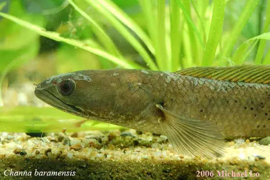 Channa baramensis – Baram Snakehead (Ophiocephalus baramensis ...