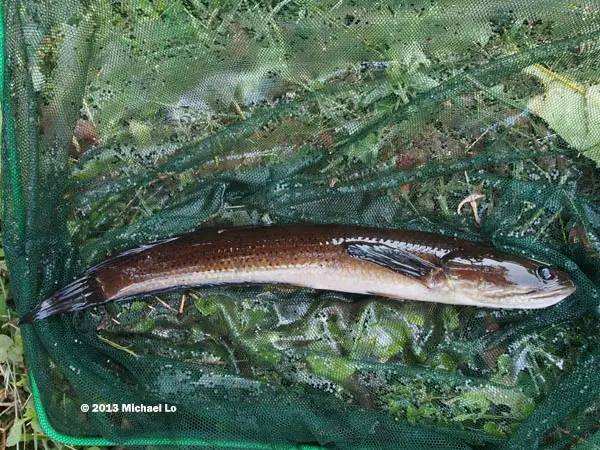 Channa baramensis – Baram Snakehead (Ophiocephalus baramensis ...
