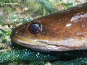 Channa baramensis – Baram Snakehead (Ophiocephalus baramensis ...