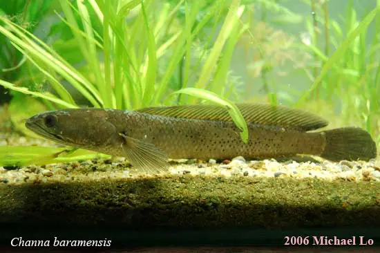 Channa baramensis – Baram Snakehead (Ophiocephalus baramensis ...