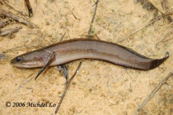 Channa baramensis – Baram Snakehead (Ophiocephalus baramensis ...