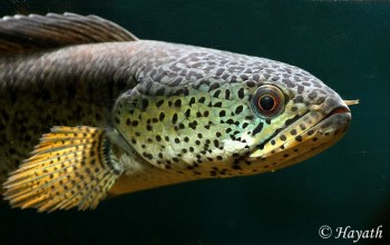 Channa barca (Ophiocephalus barca, Ophicephalus nigricans) — Seriously Fish