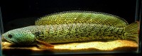 Channa barca (Ophiocephalus barca, Ophicephalus nigricans) — Seriously Fish