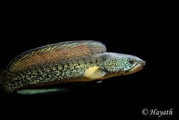 Channa barca (Ophiocephalus barca, Ophicephalus nigricans) — Seriously Fish
