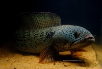 Channa barca (Ophiocephalus barca, Ophicephalus nigricans) — Seriously Fish