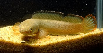 Channa gachua – Dwarf Snakehead (Channa limbata, Ophicephalus gachua ...