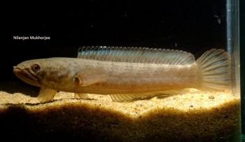 Channa gachua – Dwarf Snakehead (Channa limbata, Ophicephalus gachua ...