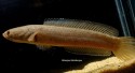 Channa gachua – Dwarf Snakehead (Channa limbata, Ophicephalus gachua ...