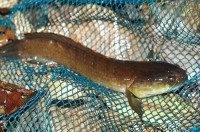 Channa gachua – Dwarf Snakehead (Channa limbata, Ophicephalus gachua ...
