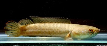 Channa gachua – Dwarf Snakehead (Channa limbata, Ophicephalus gachua ...