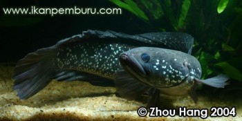 Channa asiatica – Chinese Snakehead (Channa ocellata, Channa fasciata ...