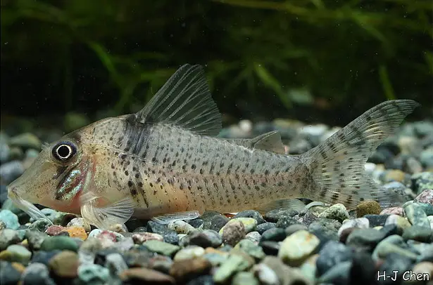 Corydoras pastazensis – Pastaza Cory — Seriously Fish