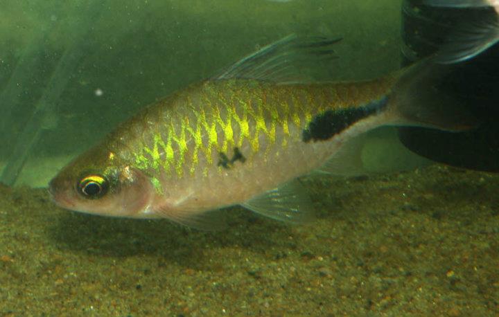 Dawkinsia exclamatio (Puntius exclamatio) — Seriously Fish