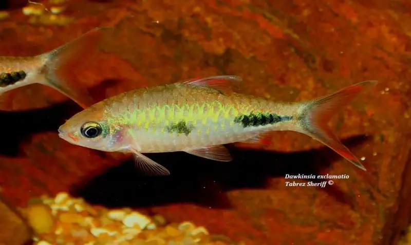 Dawkinsia exclamatio (Puntius exclamatio) — Seriously Fish