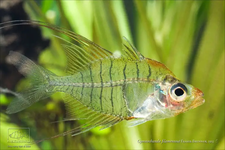 Gymnochanda filamentosa — Seriously Fish