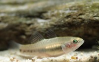 Hypseleotris compressa – Empire Gudgeon (Eleotris brevirostris ...