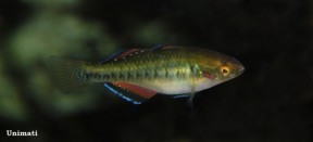 Hypseleotris compressa – Empire Gudgeon (Eleotris brevirostris ...