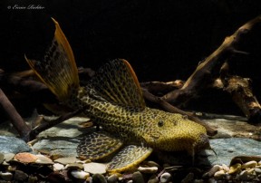 Pseudacanthicus cf. leopardus – L114, LDA007, Demini Leopard Cactus ...