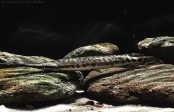 Lepisosteus oculatus – Spotted Gar (Lepisosteus latirostris ...