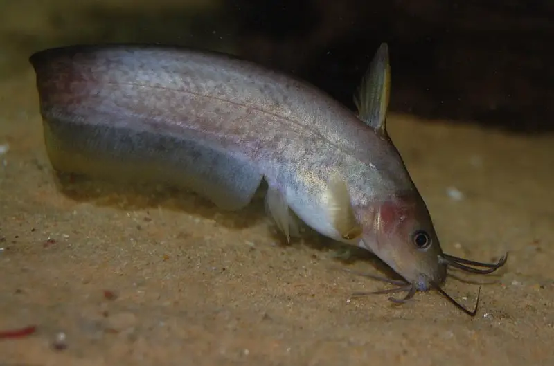 Neosilurus brevidorsalis – Shortfin Tandan (Copidoglanis brevidorsalis ...