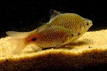 Pethia conchonius – Rosy Barb (Puntius conchonius, Barbus conchonius ...