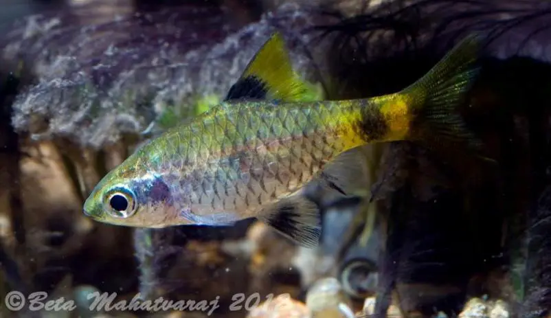 Pethia gelius – Golden Dwarf Barb (Puntius gelius, Cyprinus canius ...
