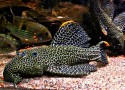 Pseudacanthicus cf. leopardus – L114, LDA007, Demini Leopard Cactus ...