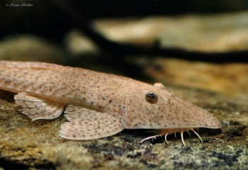 Pseudohemiodon laticeps – Giant Whiptail Catfish (Loricaria laticeps ...