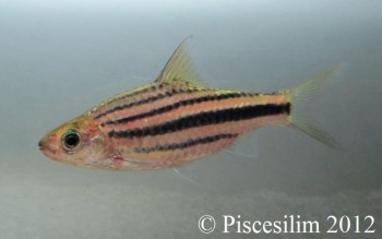 Desmopuntius johorensis – Striped Barb (Puntius johorensis, Puntius ...
